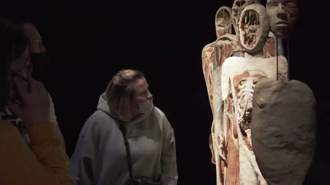 Human skeleton with skin and internal or... | Stock Video | Pond5