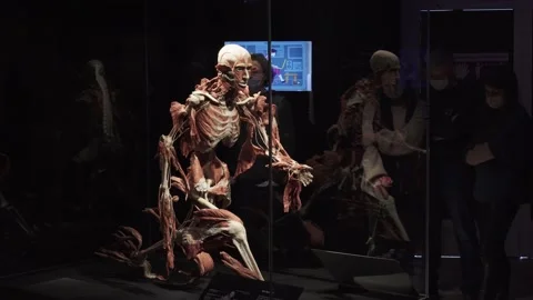 Human skeleton with skin and internal or... | Stock Video | Pond5