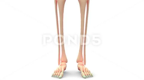 Human Skeleton System Bone Joints Anatomy ~ Clip Art #130385763