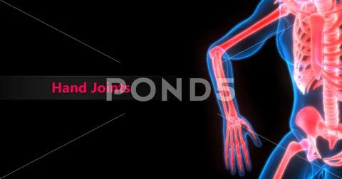 Human Skeleton System Bone Joints Anatomy: Royalty Free #130545590