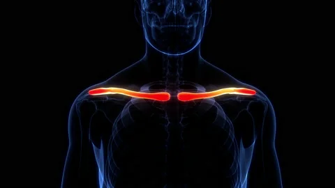 Human Skeleton System Clavicle Bone Join... | Stock Video | Pond5