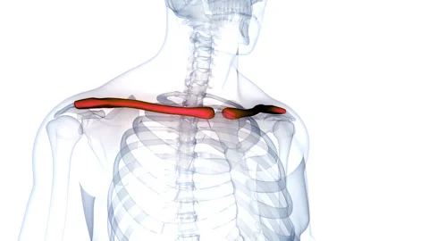 Human Skeleton System Clavicle Bone Join... | Stock Video | Pond5