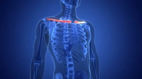 Human Skeleton System Clavicle Bone Join... | Stock Video | Pond5