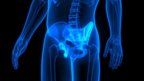 Human Skeleton System Hip Bone Joints An... | Stock Video | Pond5