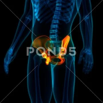 Human Skeleton System Hip Bone Joints Anatomy: Graphic #125095641