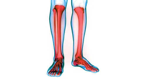 Human Skeleton System Leg Bone Joints An... | Stock Video | Pond5
