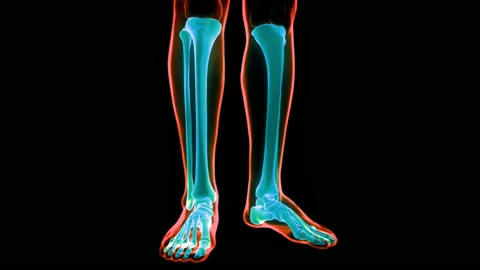 Human Skeleton System Leg Bone Joints An... | Stock Video | Pond5