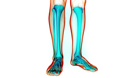 Human Skeleton System Leg Bone Joints An... | Stock Video | Pond5
