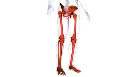 Human Skeleton System Lower Limb Bone Jo... | Stock Video | Pond5
