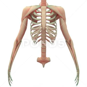 Human Skeleton System with Muscles Anatomy ~ Clip Art #130385595
