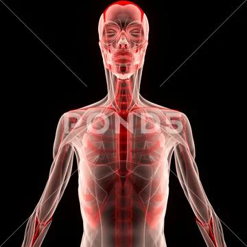 Human Skeleton System with Muscular System Muscles Anatomy ~ Clip Art ...