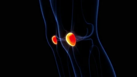 Human Skeleton System Patella Bone Joint... | Stock Video | Pond5