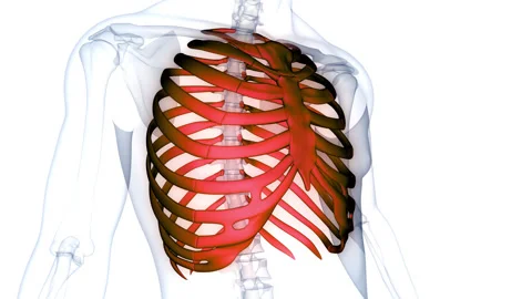 Human Skeleton System Rib Cage Bone Join... | Stock Video | Pond5
