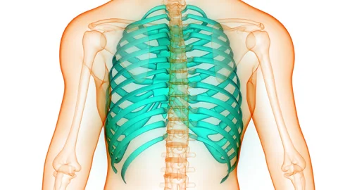 Human Skeleton System Rib Cage Anatomy A... | Stock Video | Pond5