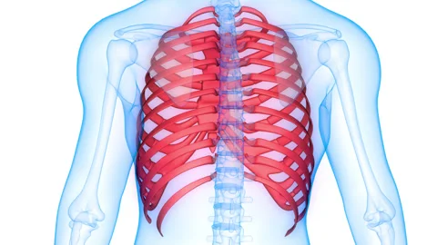 Human Skeleton System Rib Cage Bone Join... | Stock Video | Pond5