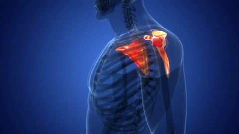 Human Skeleton System Scapula Bone Joint... | Stock Video | Pond5