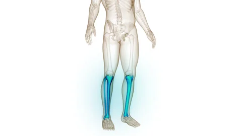 Human Skeleton System Tibia and Fibula B... | Stock Video | Pond5