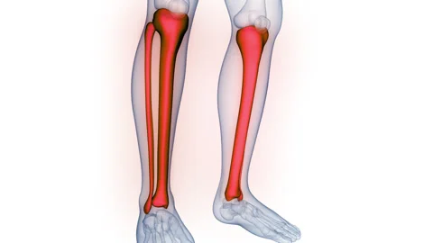 Human Skeleton System Tibia and Fibula B... | Stock Video | Pond5