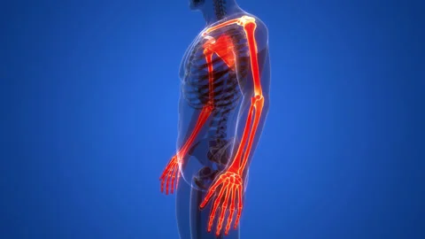 Skeletal Joints Stock Videos – Royalty-Free HD & 4K Videos | Pond5