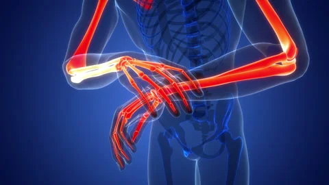 Limbic System Stock Footage ~ Royalty Free Stock Videos | Pond5