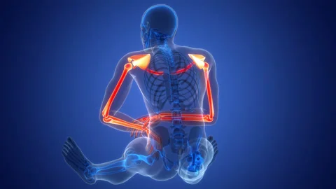 Limbic System Stock Footage ~ Royalty Free Stock Videos | Pond5