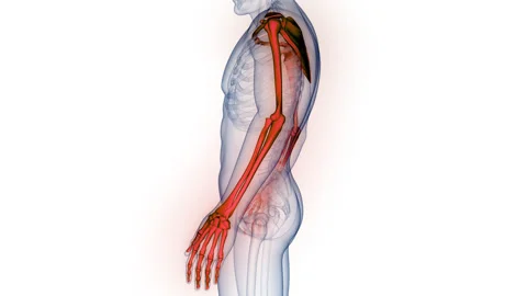 Limbic System Stock Footage ~ Royalty Free Stock Videos | Pond5