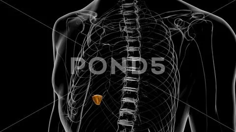 Human Skeleton Xiphoid process Anatomy 3D: Royalty Free #151639590