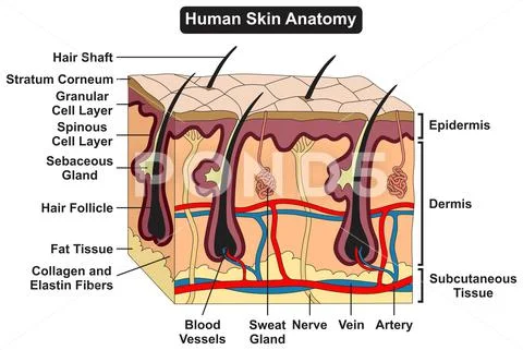 Human skin anatomy structure and parts infographic diagram medical ...