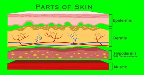 Human skin parts structure animation Ana... | Stock Video | Pond5