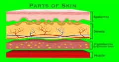 Parts Of The Human Skin