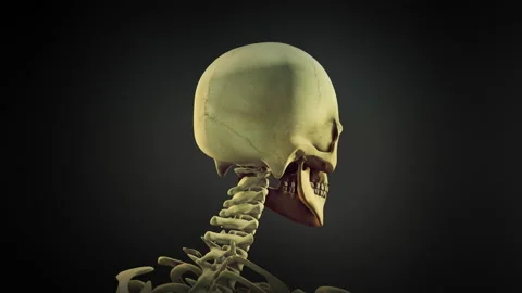 Human skull anatomy animation background... | Stock Video | Pond5