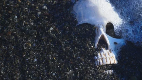 a human skull on the beach, under the wa... | Stock Video | Pond5