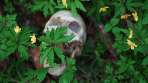 a human skull is lying in the grass | Stock Video | Pond5