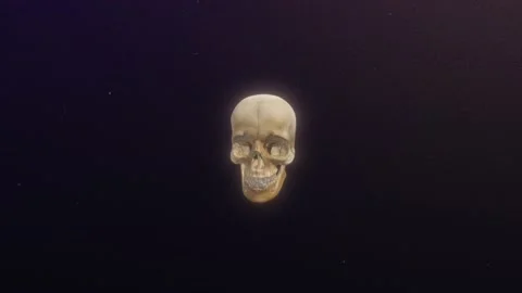Human skull rotating 360 degree. 3D Anim... | Stock Video | Pond5