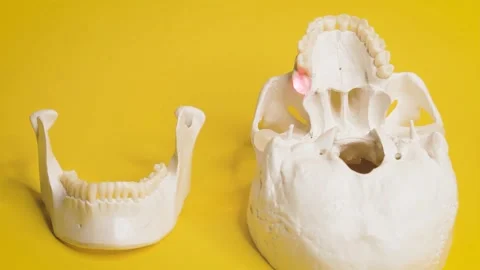 Human skull the structure of the bone of... | Stock Video | Pond5