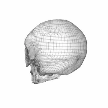 3D Model: Human Skull With Texture #91499929 | Pond5