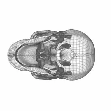 3D Model: Human Skull With Texture #91499929 | Pond5