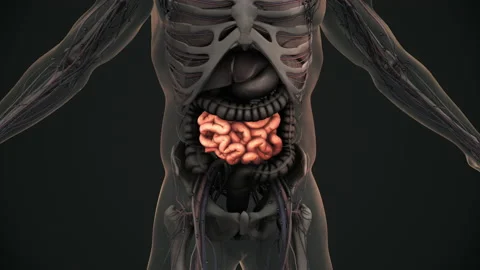 Human small intestine anatomy animation | Stock Video | Pond5