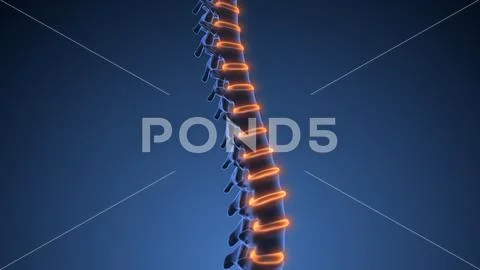 Human spinal cord vertebral medical animation Illustration #272766588