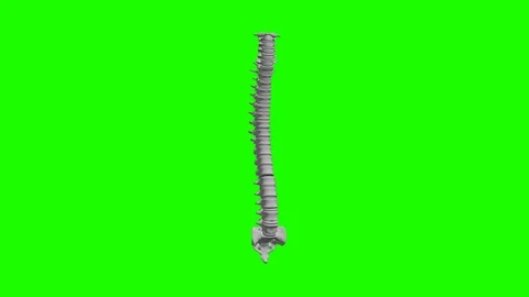 Human Spine on Green Screen, 4K Footage,... | Stock Video | Pond5
