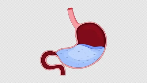 Human stomach cross-section filled with ... | Stock Video | Pond5