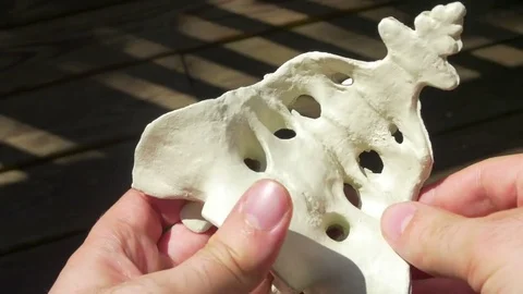 Tail Bone Stock Videos – Royalty-Free HD & 4K Videos