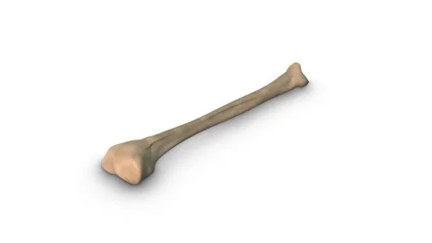 Human Tibia bone isolated on white backg... | Stock Video | Pond5