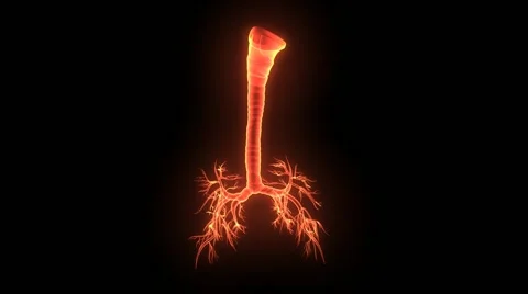 HUMAN TRACHEA 3D animation | Stock Video | Pond5