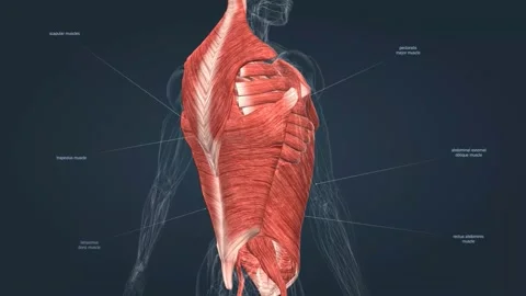 Human Trunk muscles are the muscles that... | Stock Video | Pond5