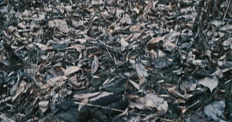 Poo Turd Stock Videos – Royalty-Free HD & 4K Videos