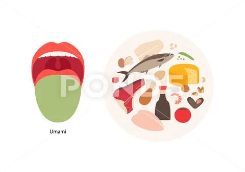 Umami Diagram English – うま味研究会