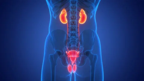 Human Urinary System with Reproductive S... | Stock Video | Pond5