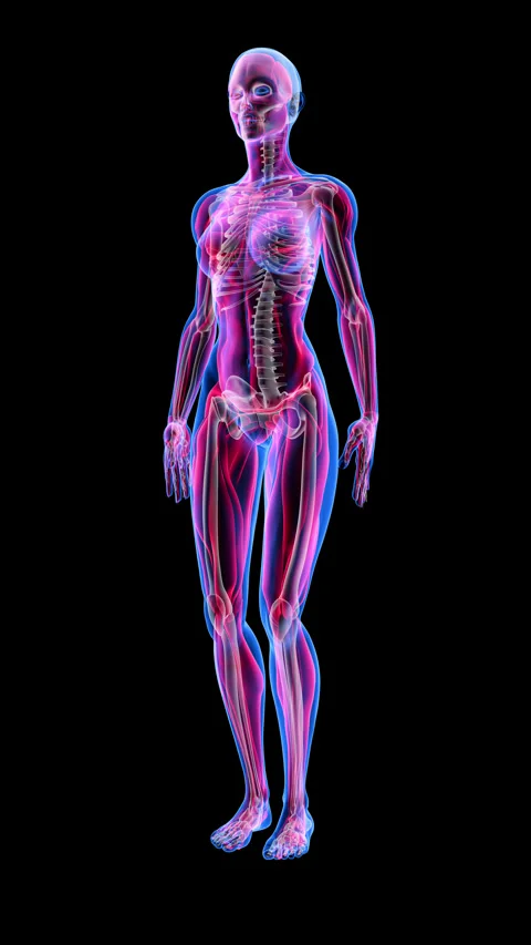 Human Woman Anatomy 3D Animation Female ... | Stock Video | Pond5