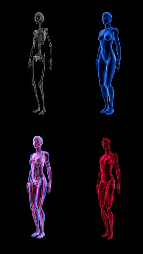 Human Woman Anatomy 3D Animation Female ... | Stock Video | Pond5